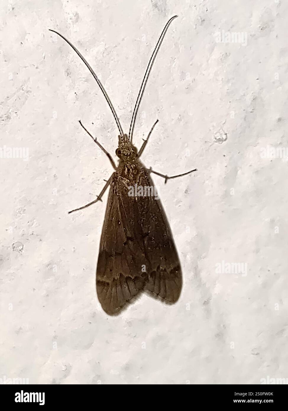 Winged and Once-winged Insects (Pterygota Stock Photo - Alamy