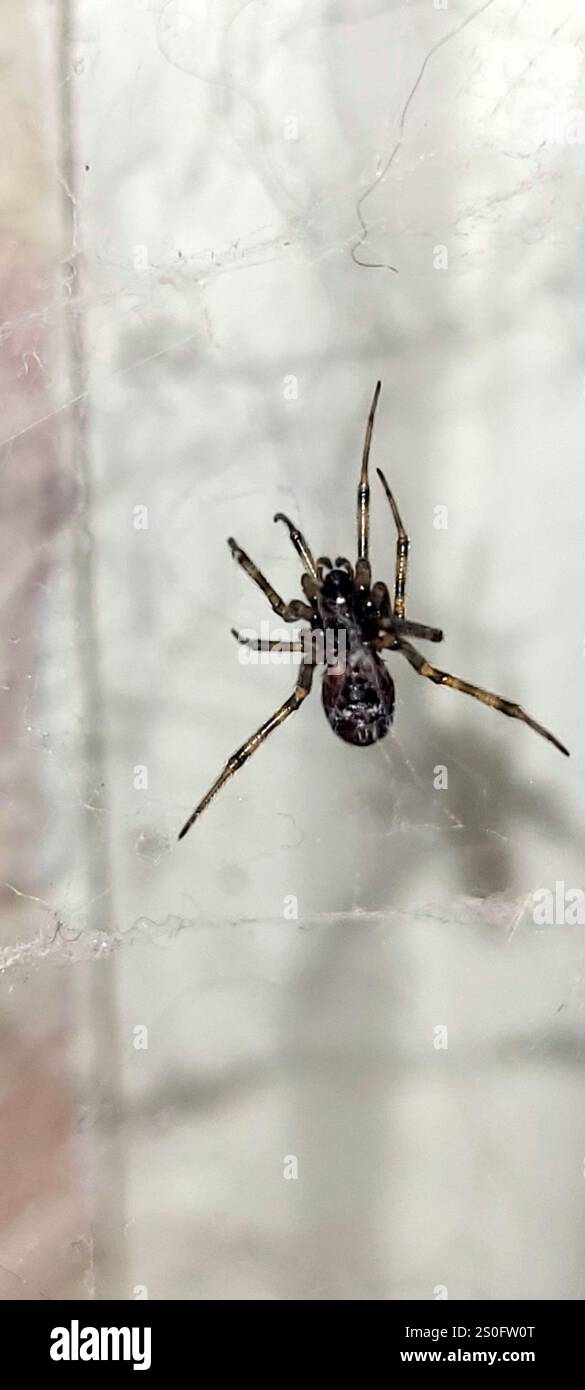 Triangulate Combfoot (Steatoda triangulosa Stock Photo - Alamy