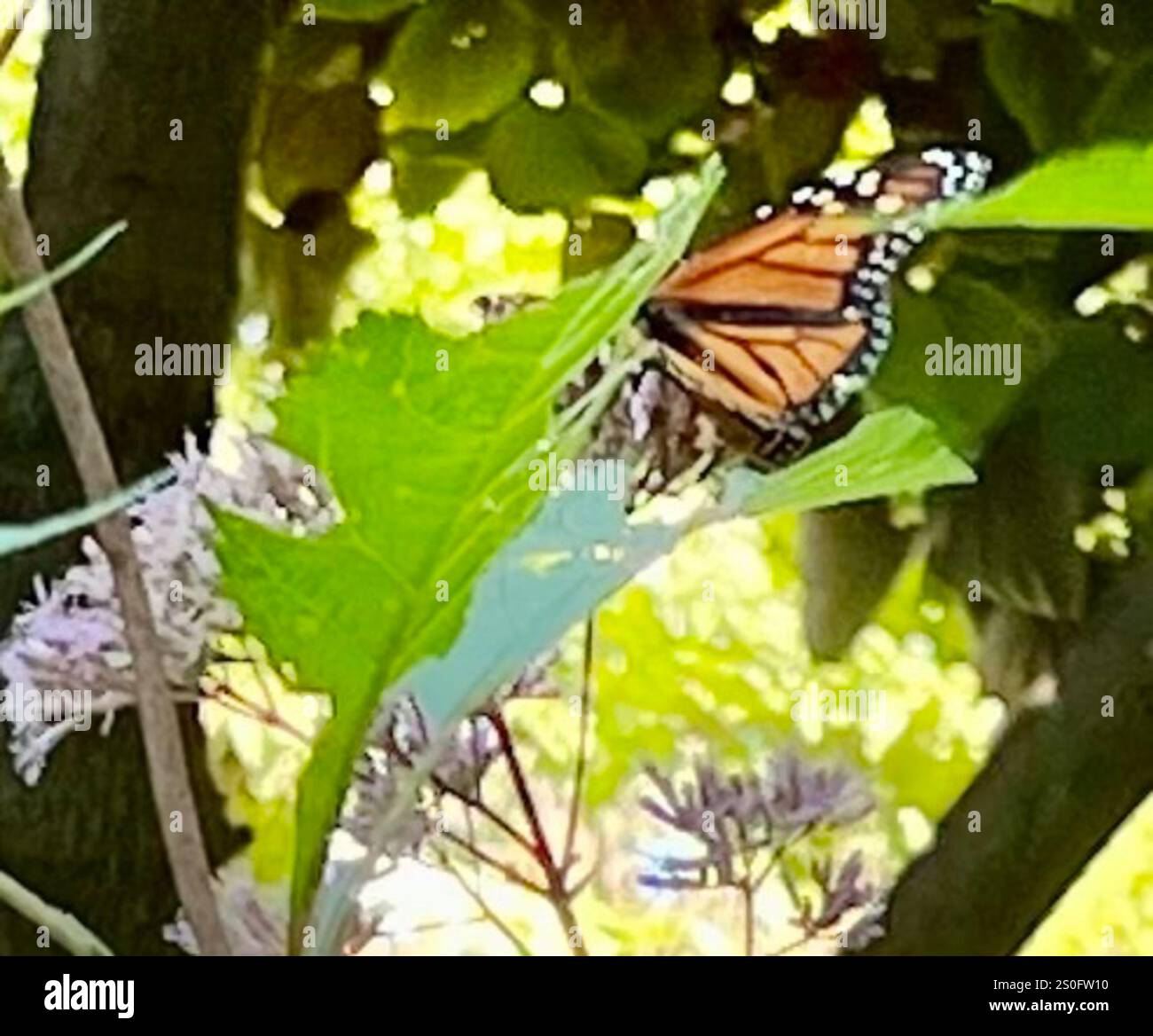 Monarch (Danaus plexippus Stock Photo - Alamy
