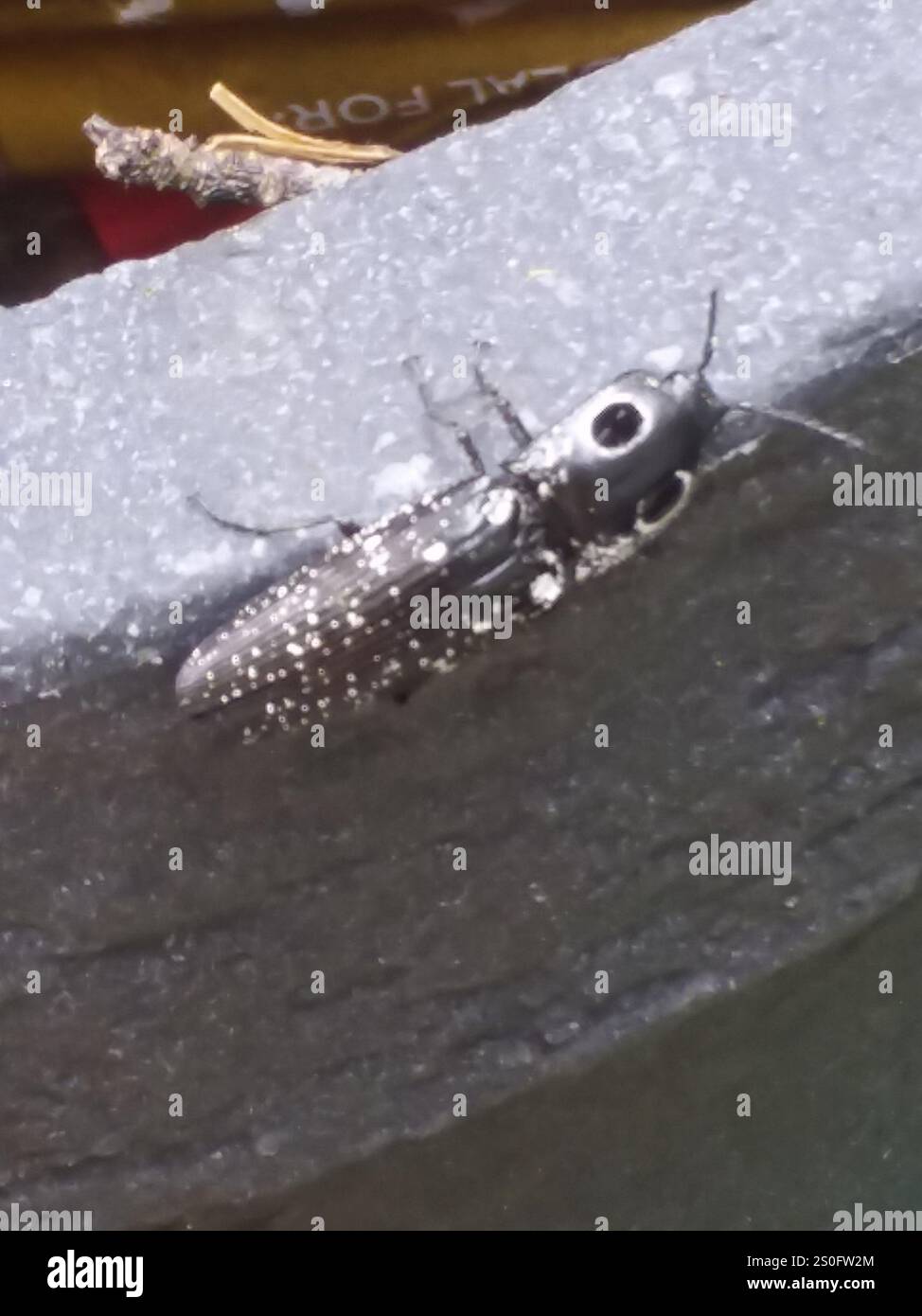 Eastern Eyed Click Beetle (Alaus oculatus Stock Photo - Alamy