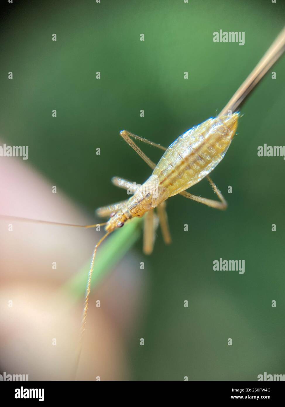 Marsh Damsel Bug (Nabis limbatus Stock Photo - Alamy
