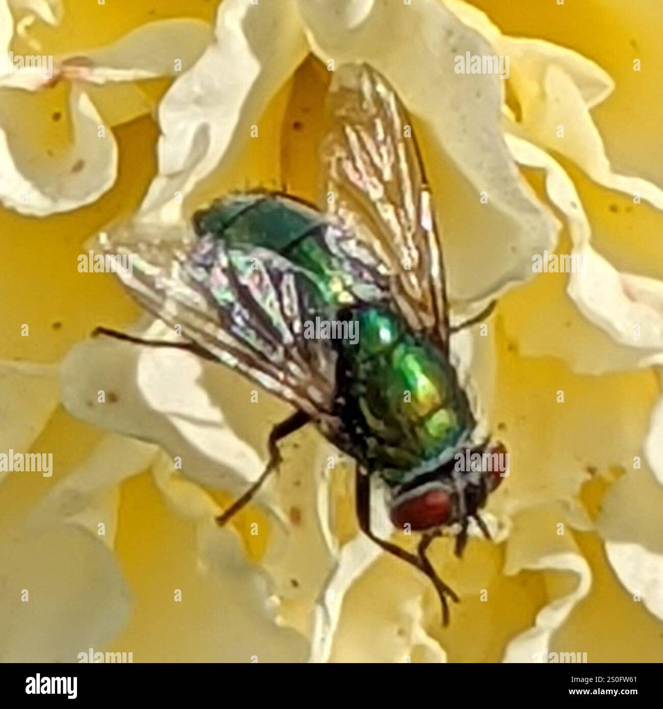 Common European Greenbottle Fly (Lucilia sericata Stock Photo - Alamy