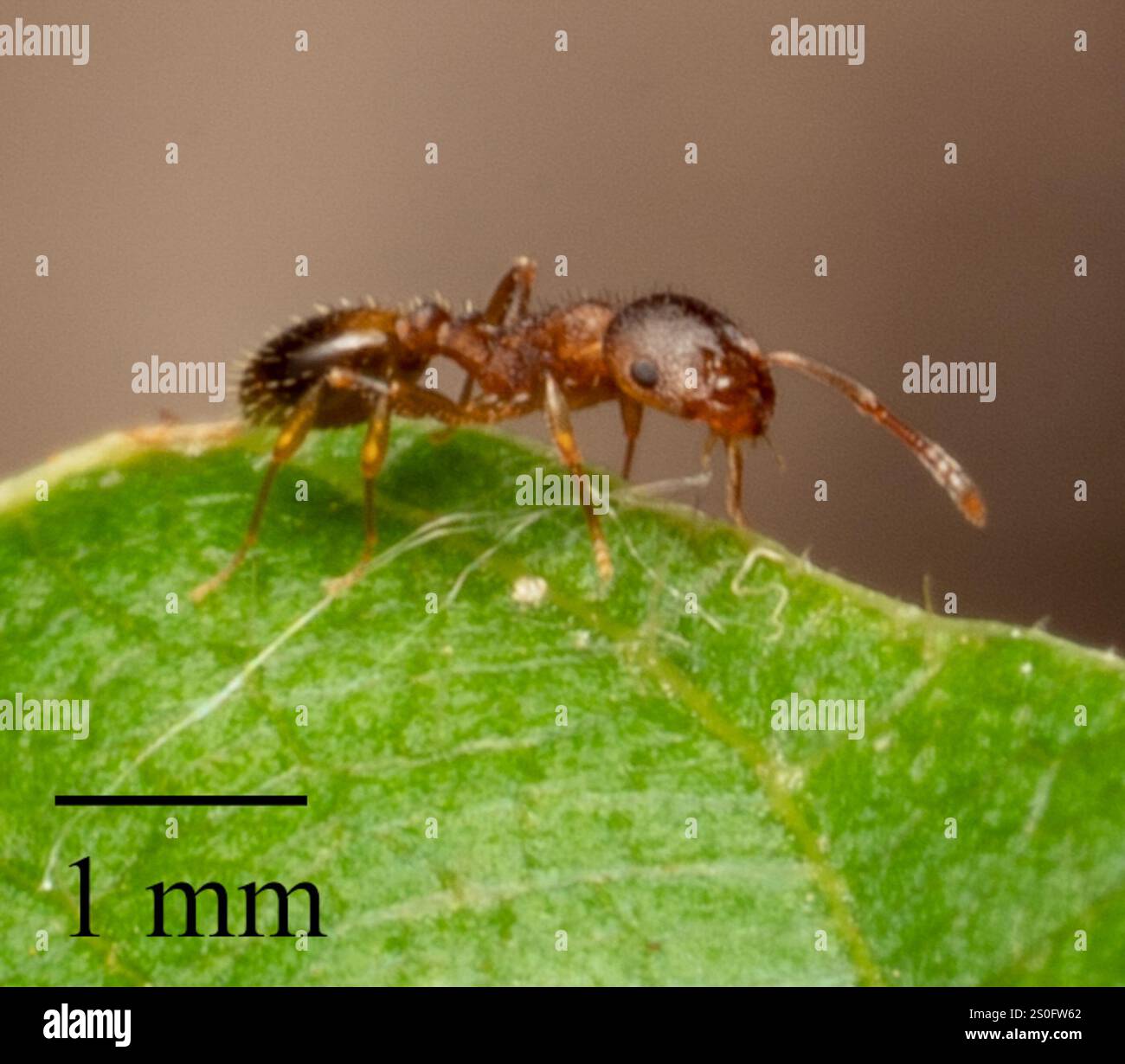 Acorn Ants and Allies (Temnothorax Stock Photo - Alamy