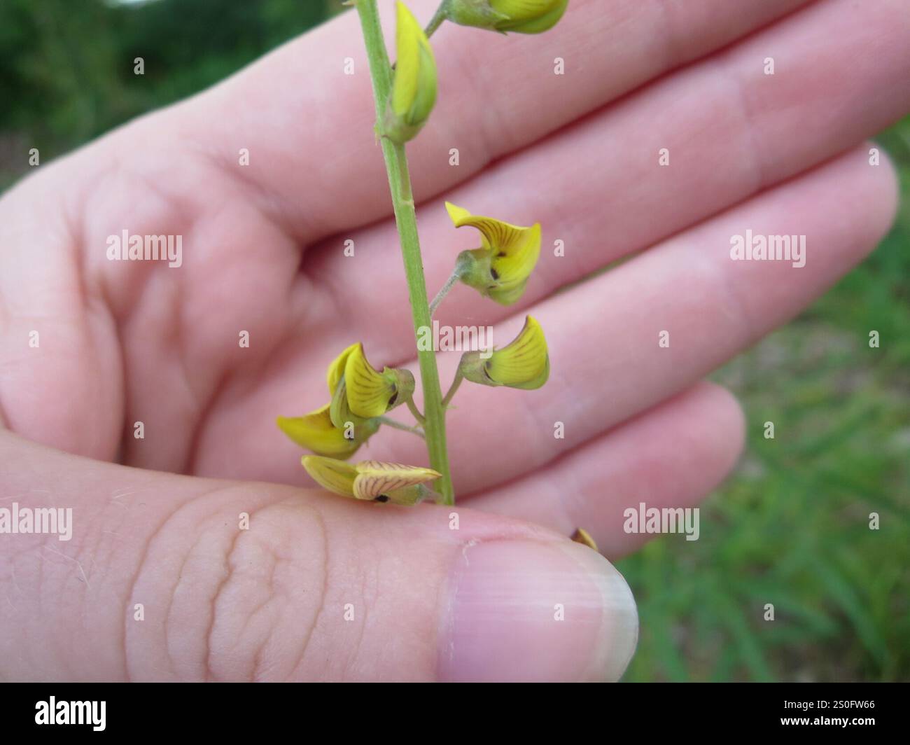 lanceleaf rattlebox (Crotalaria lanceolata Stock Photo - Alamy