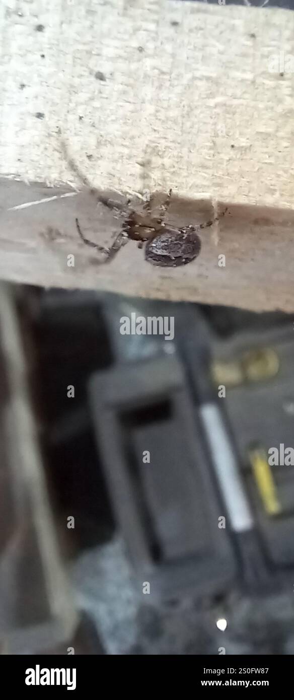 Silver-sided Sector Spider (Zygiella x-notata Stock Photo - Alamy