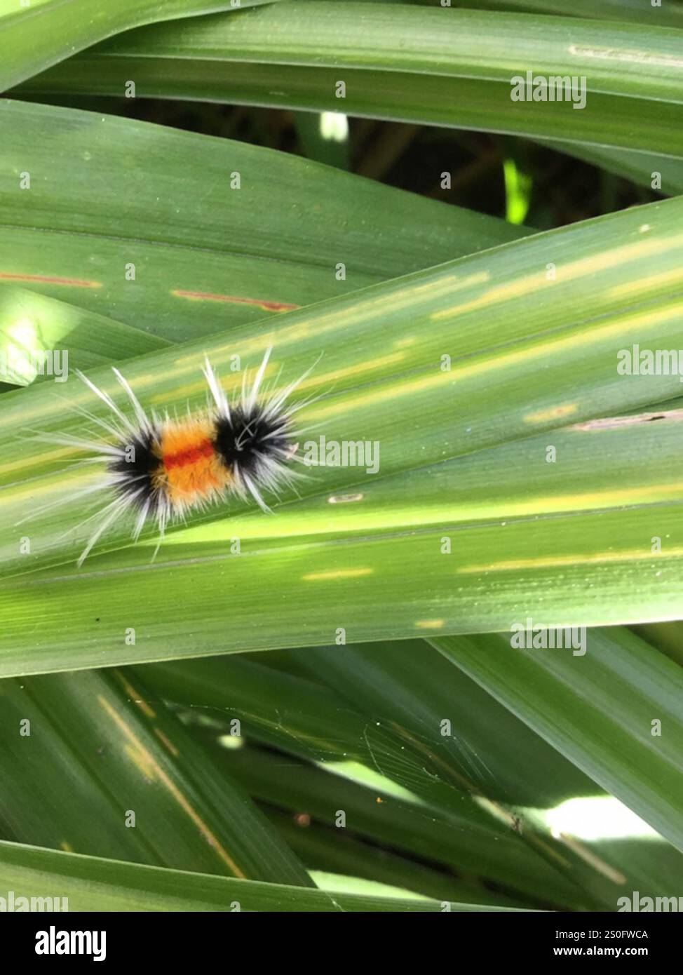 Spotted Tussock Moth (Lophocampa maculata Stock Photo - Alamy