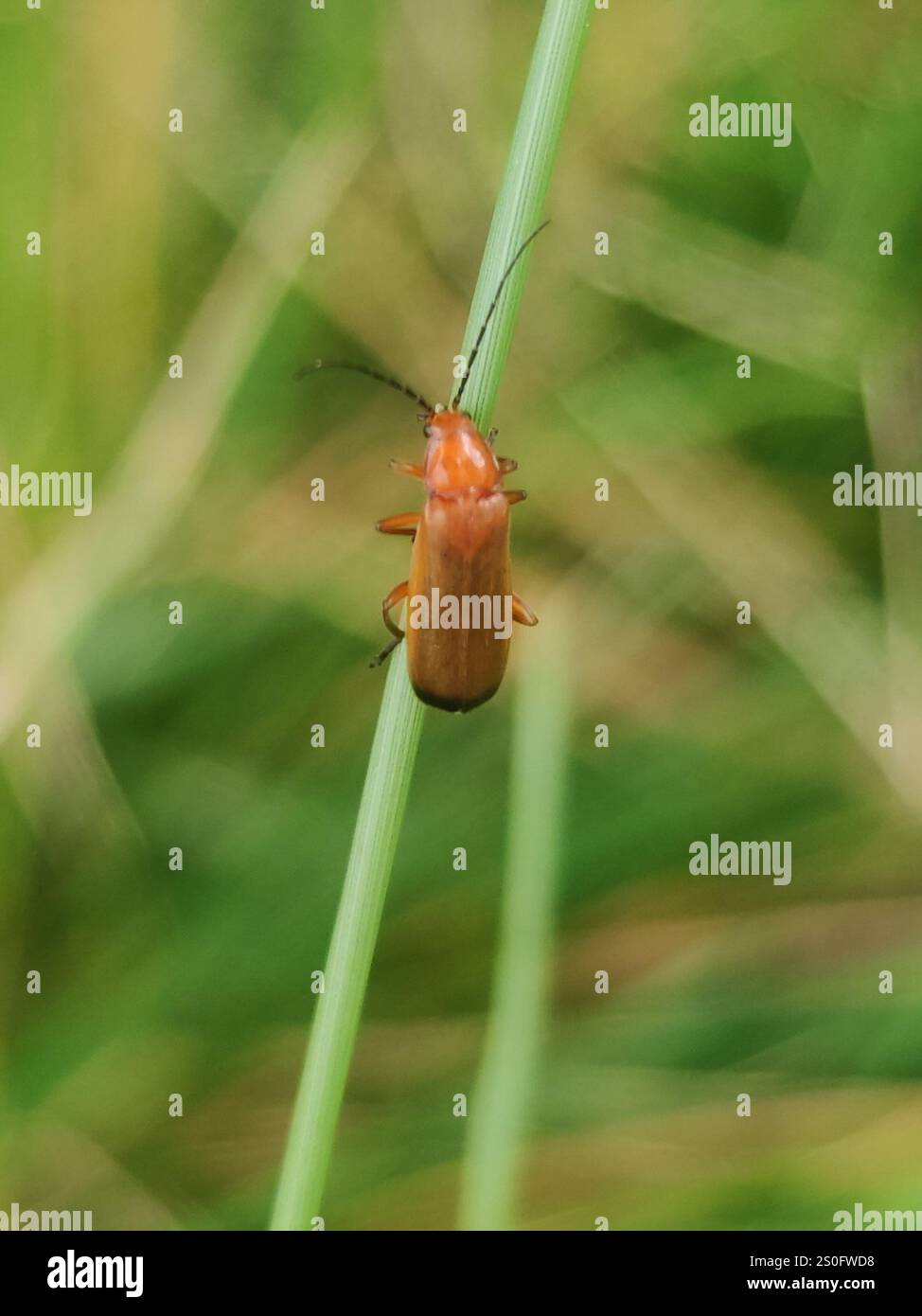 Common Red Soldier Beetle (Rhagonycha fulva Stock Photo - Alamy