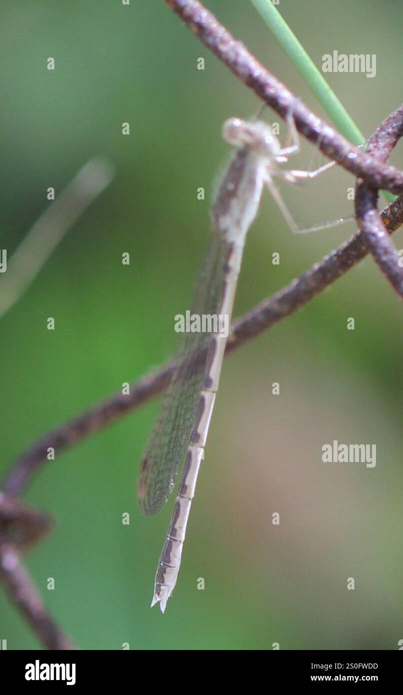 Siberian Winter Damsel (Sympecma paedisca Stock Photo - Alamy