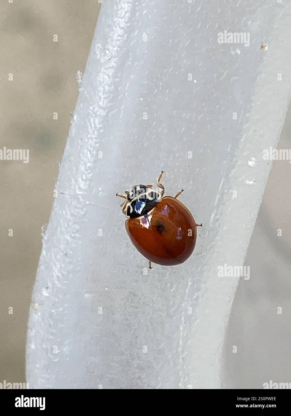 Polished Lady Beetle (Cycloneda munda Stock Photo - Alamy