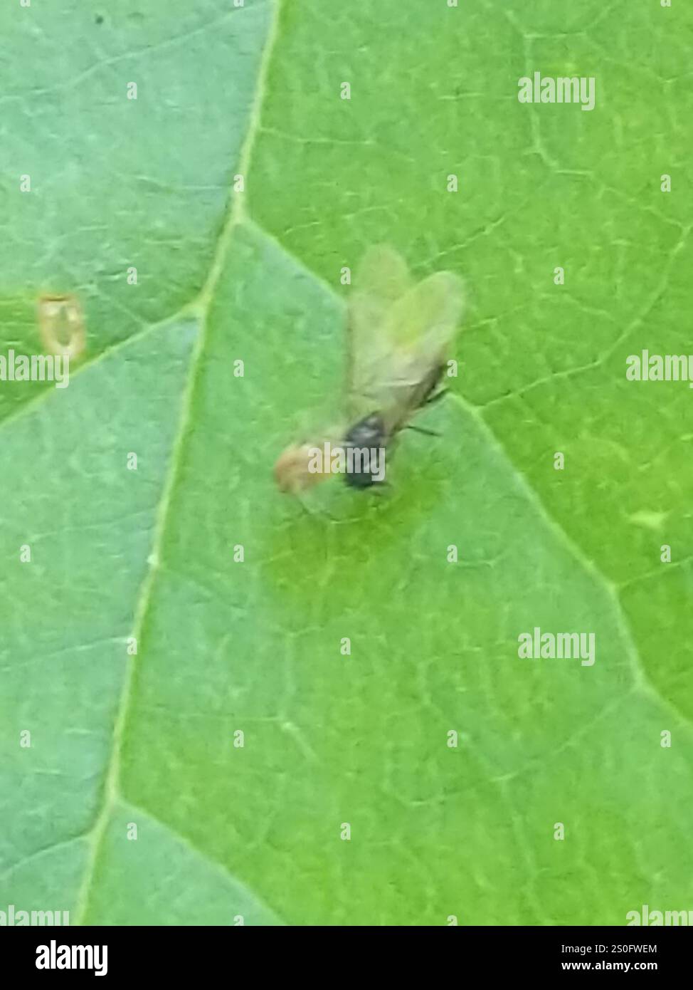 Meshweavers and Allies (Marronoid Stock Photo - Alamy