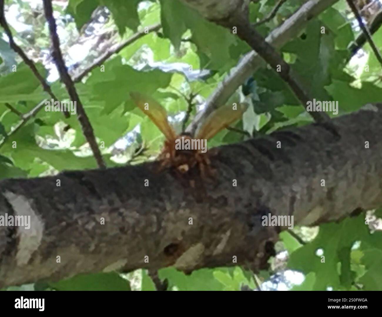 Eastern Cicada-killer Wasp (Sphecius speciosus Stock Photo - Alamy