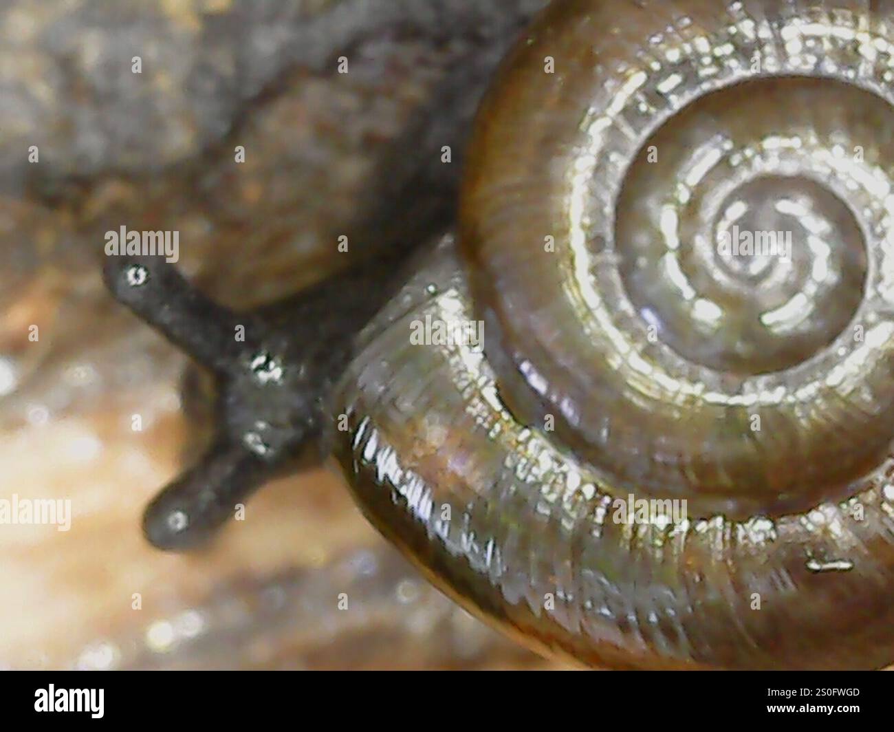 Black Gloss Snail (Zonitoides nitidus Stock Photo - Alamy