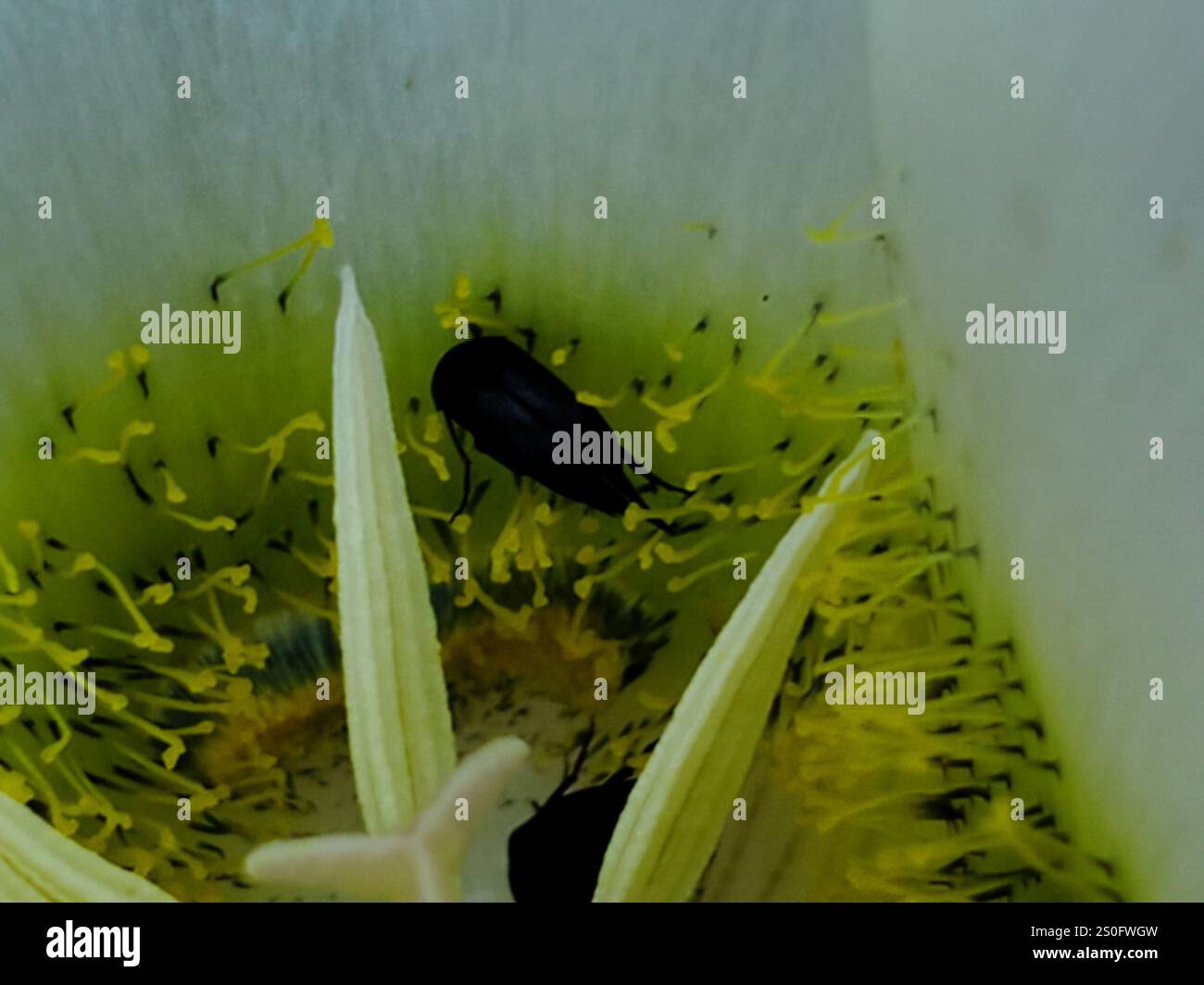 Tumbling Flower Beetles (Mordellidae Stock Photo - Alamy