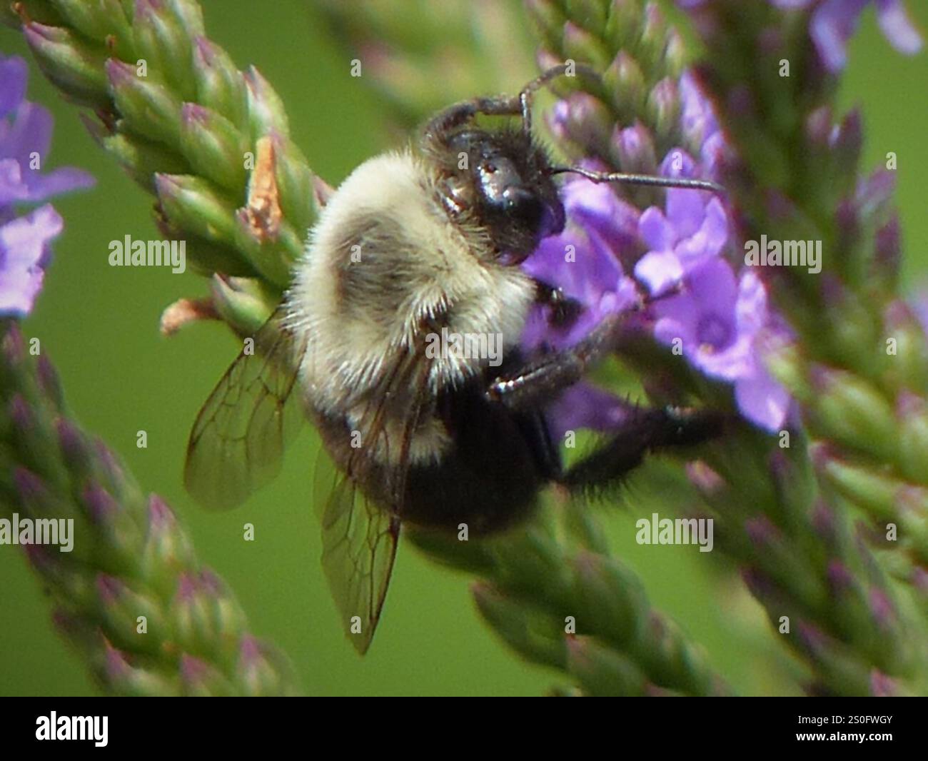 Common Eastern Bumble Bee (Bombus impatiens Stock Photo - Alamy