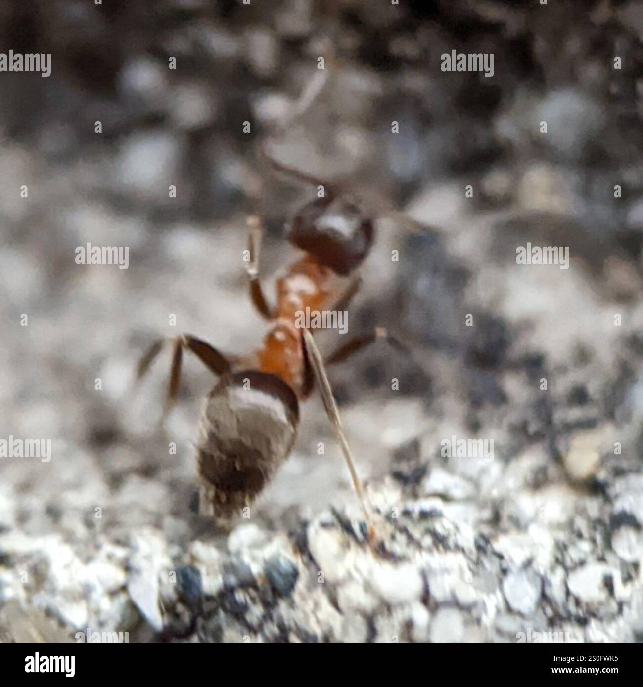 central european bicolored ant (Lasius emarginatus Stock Photo - Alamy