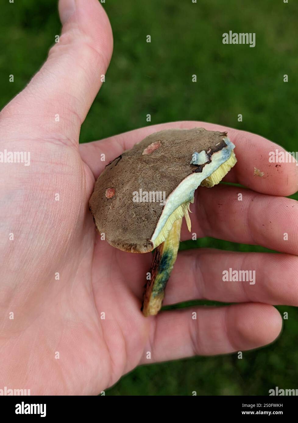 bluefoot bolete (Xerocomellus cisalpinus Stock Photo - Alamy