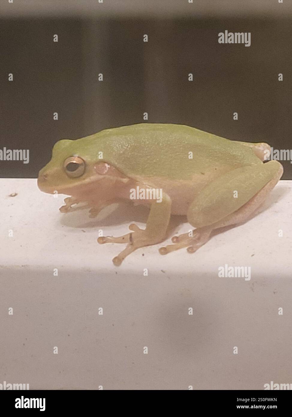 Squirrel Treefrog (Hyla squirella Stock Photo - Alamy