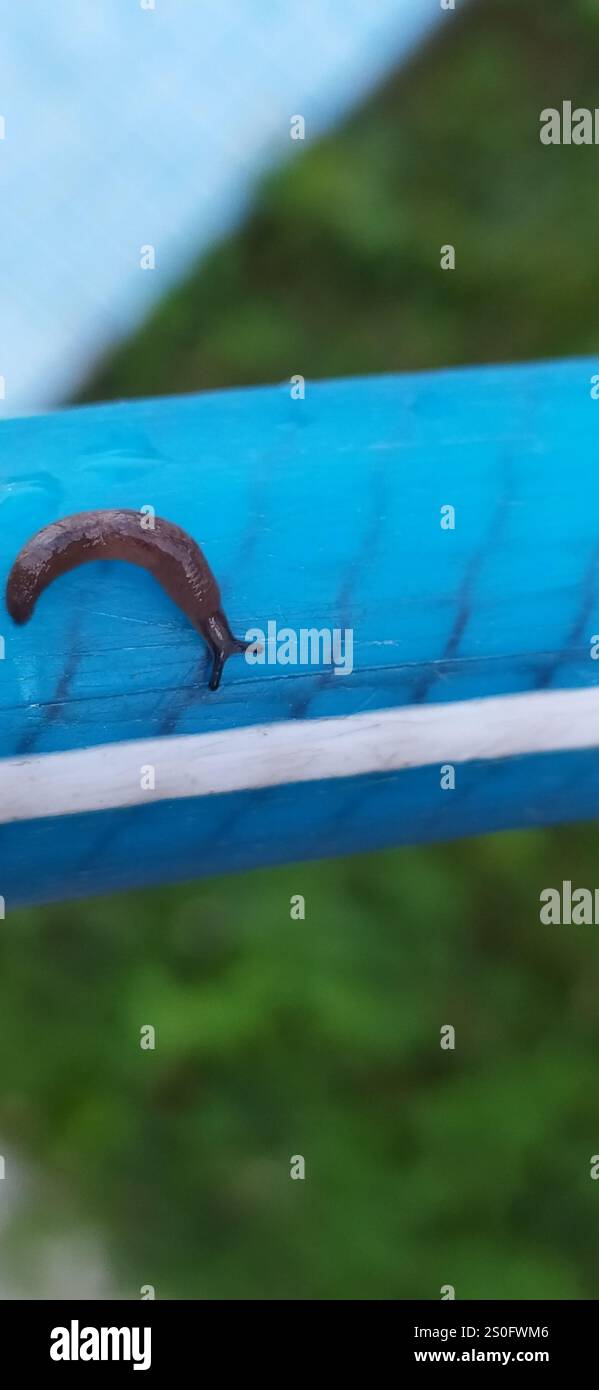 Smooth Land Slugs (Deroceras Stock Photo - Alamy