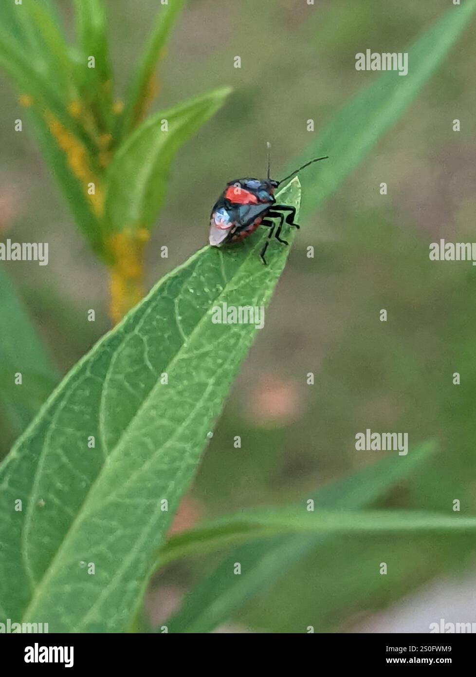 Anchor Stink Bug (Stiretrus anchorago Stock Photo - Alamy