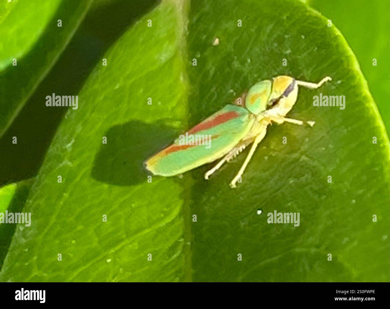 Rhododendron Leafhopper (Graphocephala fennahi Stock Photo - Alamy