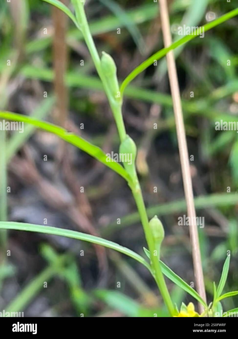 Narrowleaf Primrose-willow (Ludwigia linearis Stock Photo - Alamy