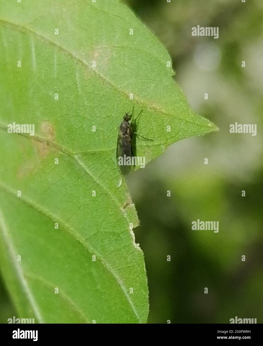Dance Flies, Long-legged Flies, and Allies (Empidoidea Stock Photo - Alamy