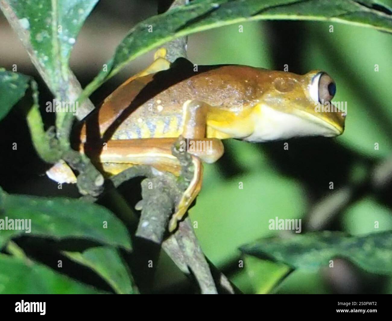 Gladiator Tree Frogs (Boana Stock Photo - Alamy
