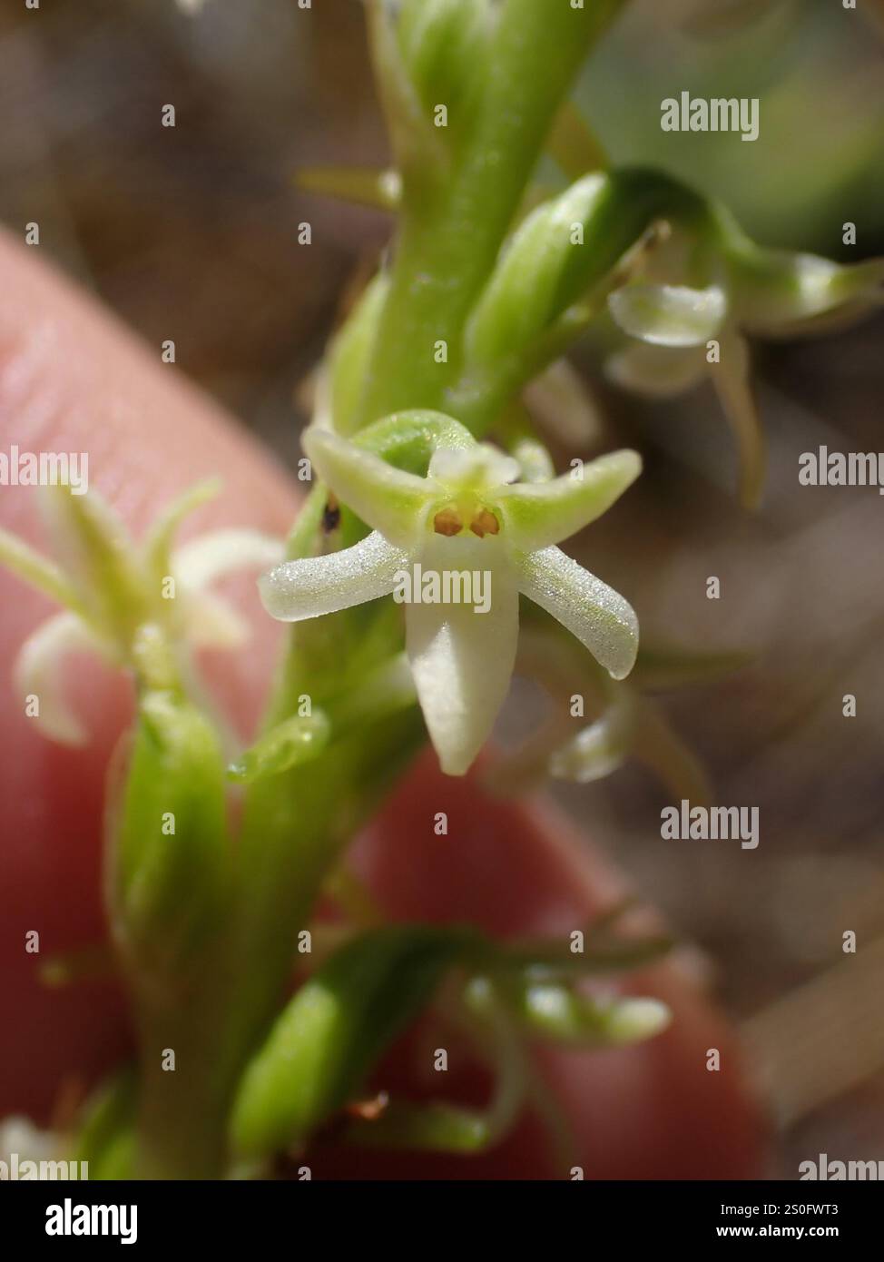 Flat Spurred Piperia (Platanthera transversa Stock Photo - Alamy