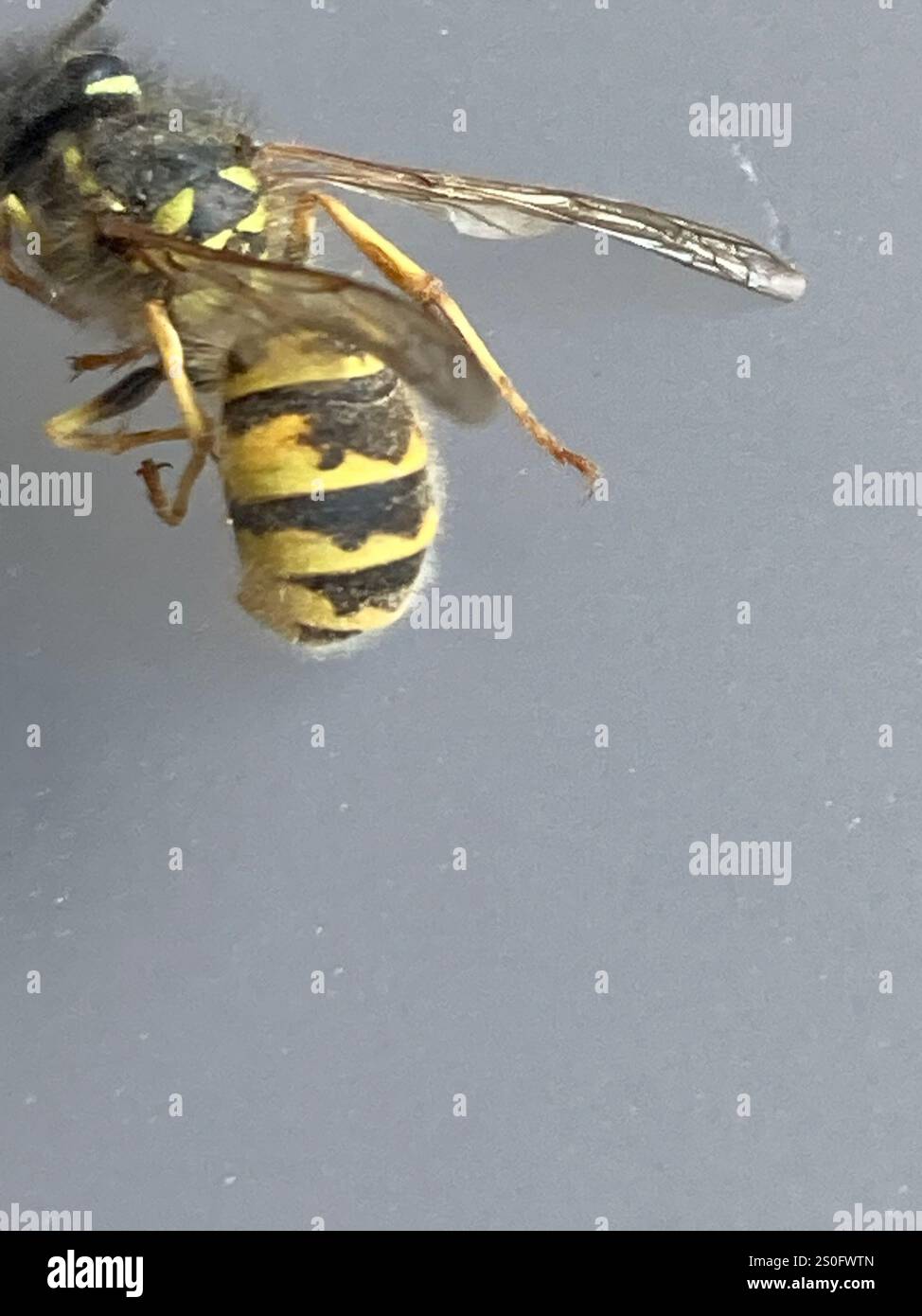 Common European Yellowjacket (Vespula vulgaris Stock Photo - Alamy