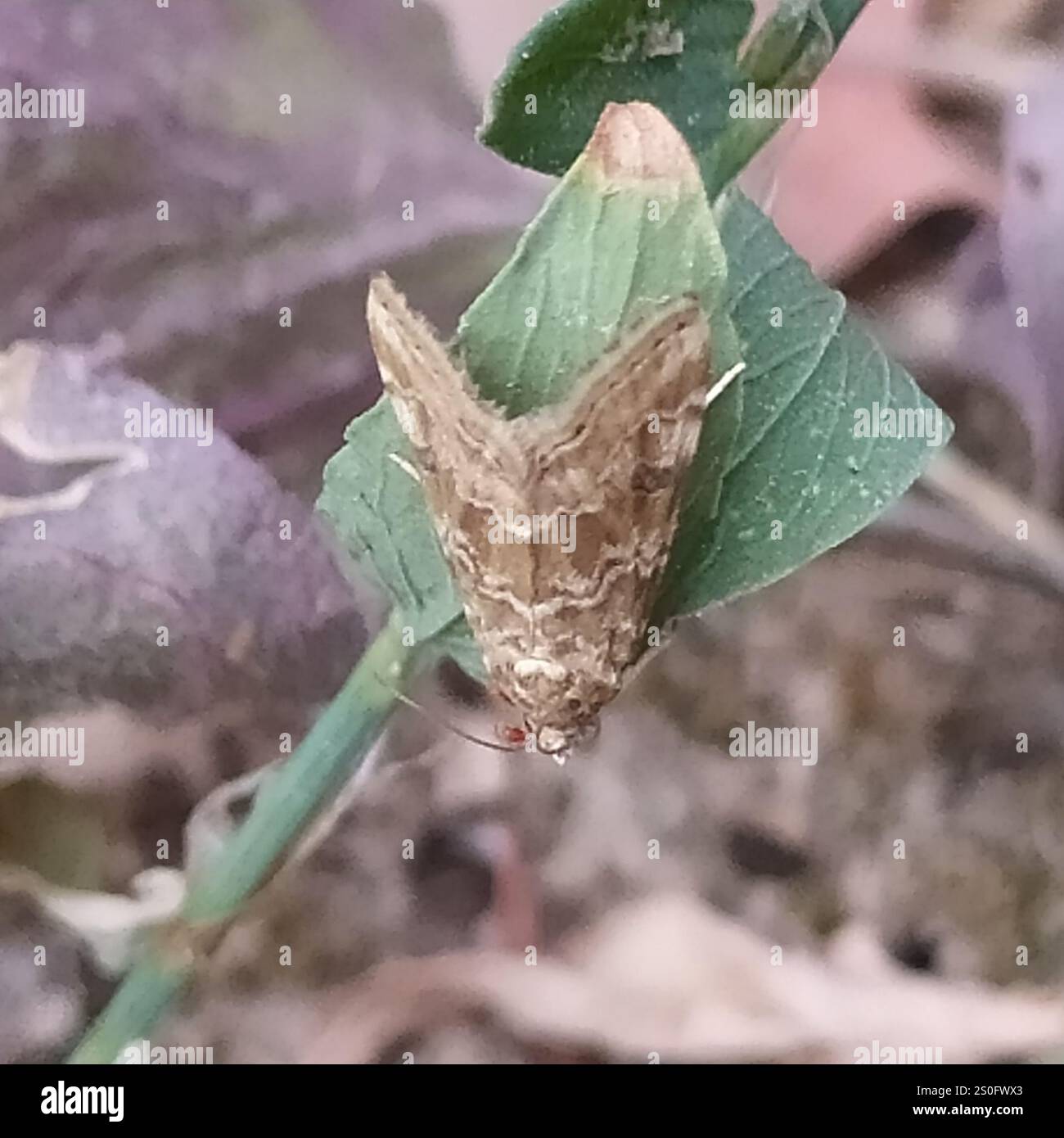 Old World Webworm (Hellula undalis Stock Photo - Alamy