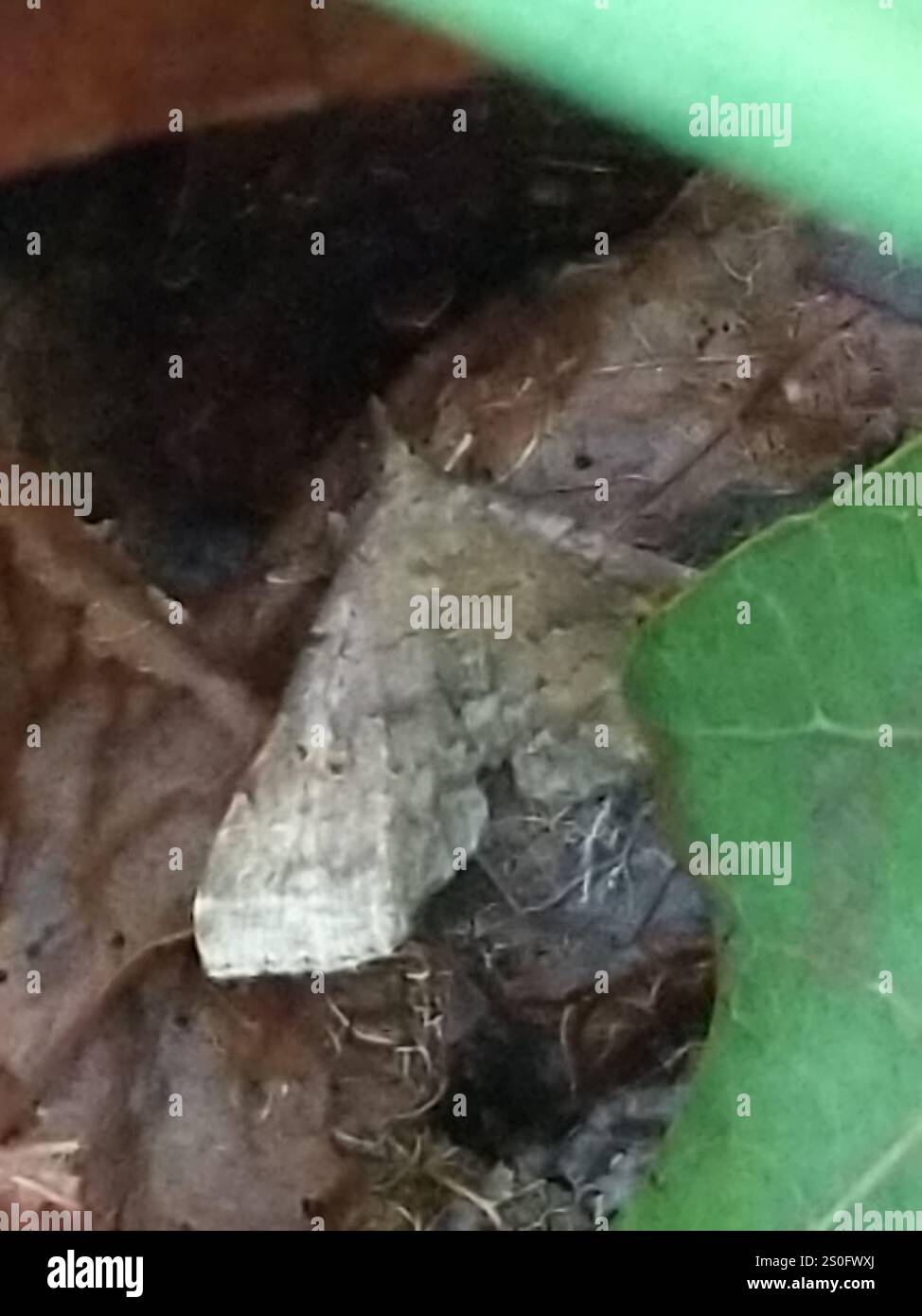 Speckled renia moth hi-res stock photography and images - Alamy