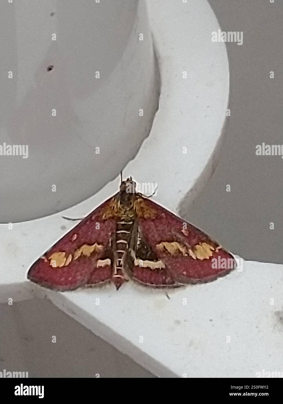 Common Crimson-and-gold Moth (Pyrausta purpuralis Stock Photo - Alamy