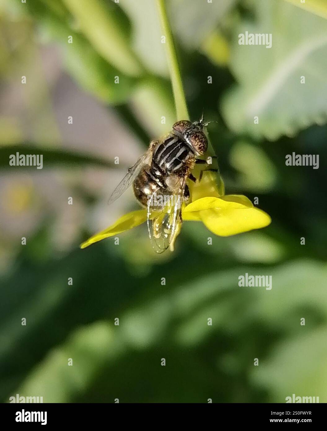 Common Lagoon Fly (Eristalinus aeneus Stock Photo - Alamy