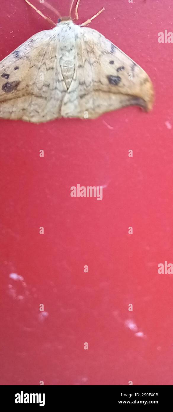 Pebble Hook-tip (Drepana falcataria Stock Photo - Alamy