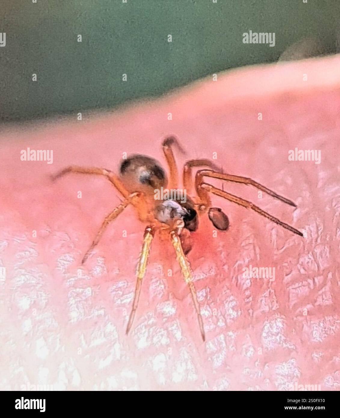 Orange-legged Spider (Gongylidium rufipes Stock Photo - Alamy