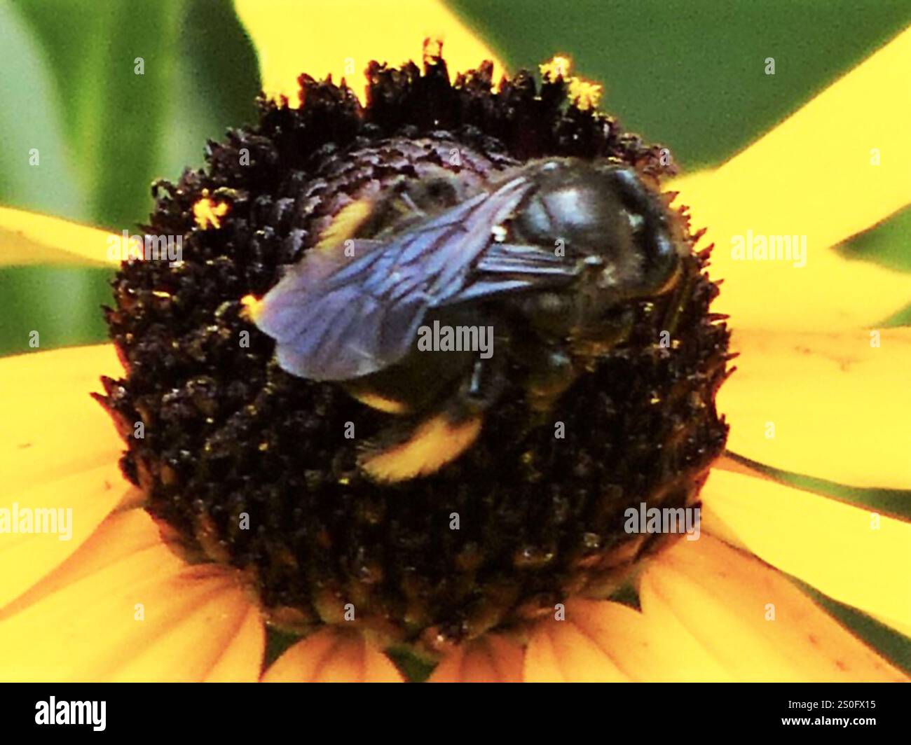 Two-spotted Longhorn Bee (Melissodes bimaculatus Stock Photo - Alamy