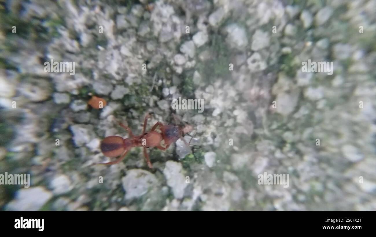 Northern Fungus-farming Ant (Trachymyrmex septentrionalis Stock Photo ...