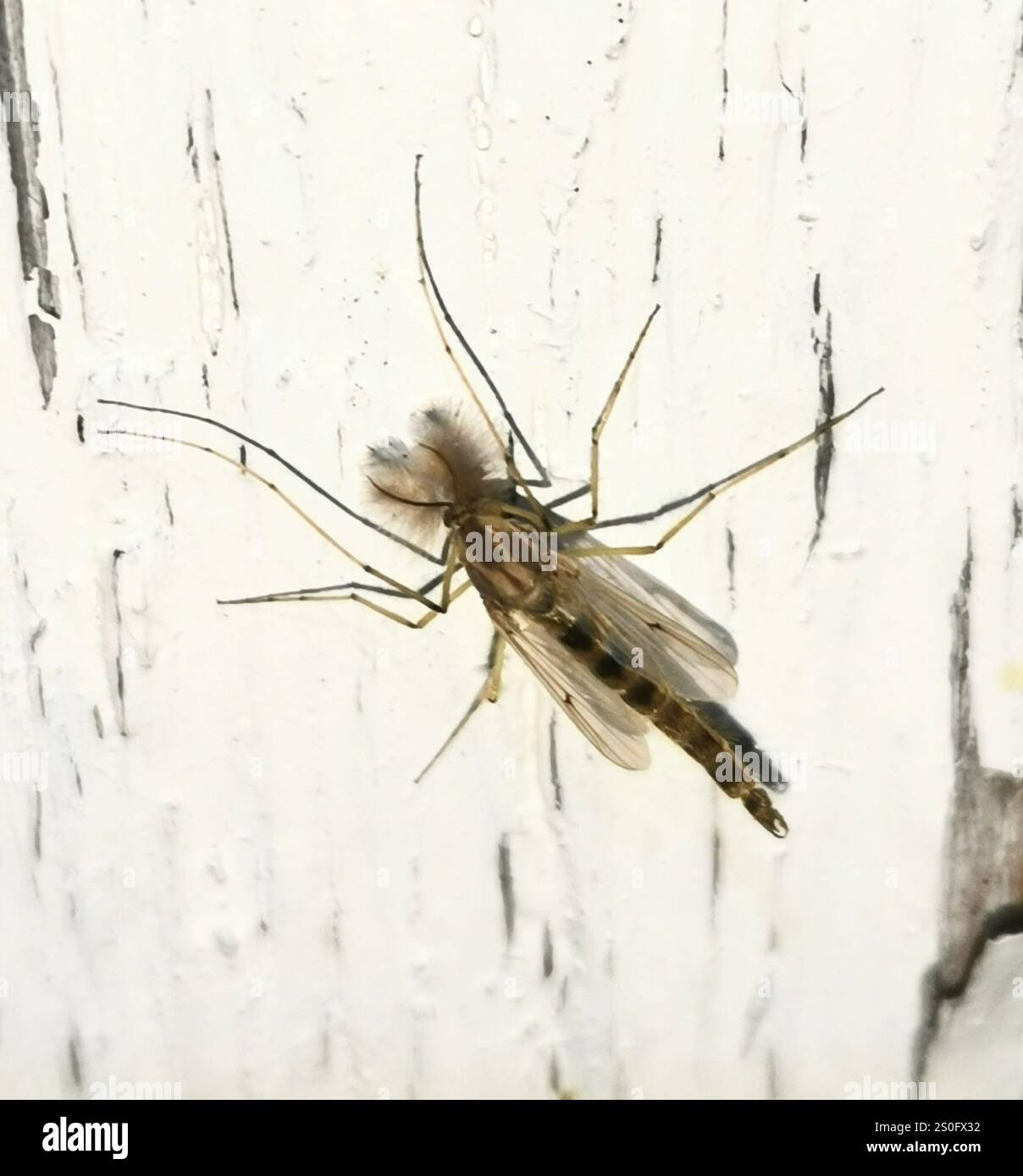 Non-biting Midges (Chironomidae Stock Photo - Alamy