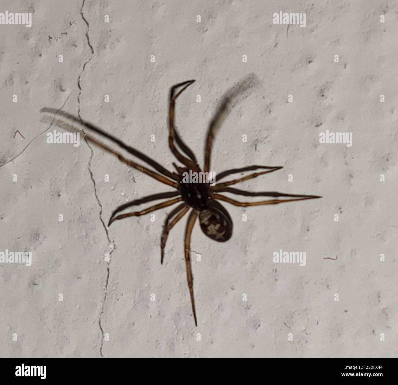 Triangulate Combfoot (Steatoda triangulosa Stock Photo - Alamy