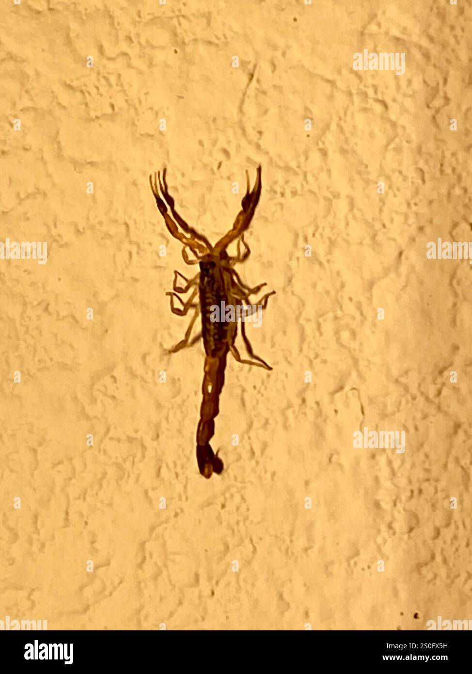 Striped Bark Scorpion (Centruroides vittatus Stock Photo - Alamy