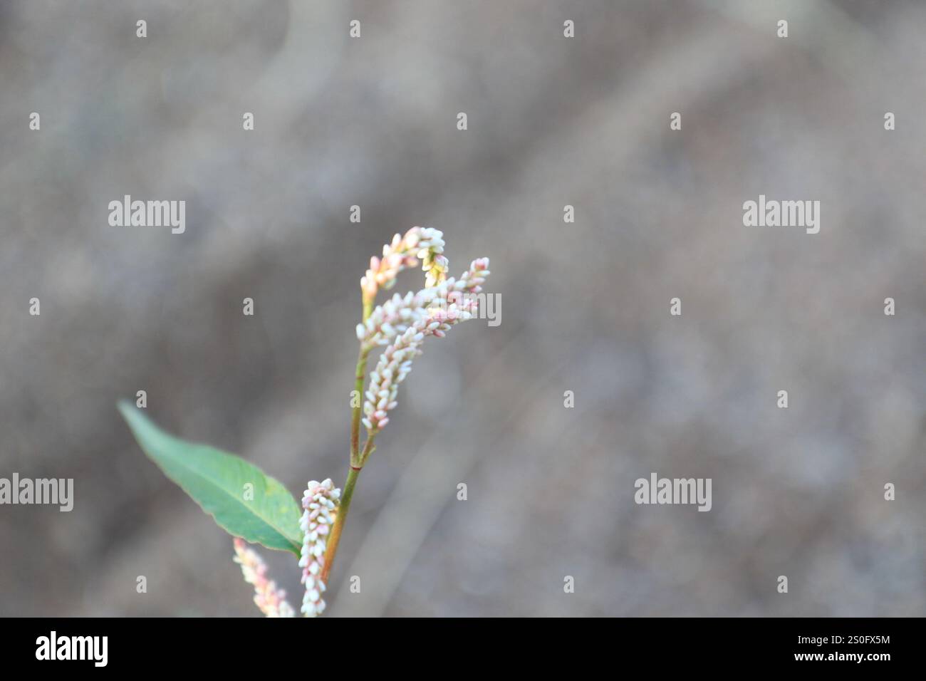 swamp smartweed (Persicaria hydropiperoides Stock Photo - Alamy