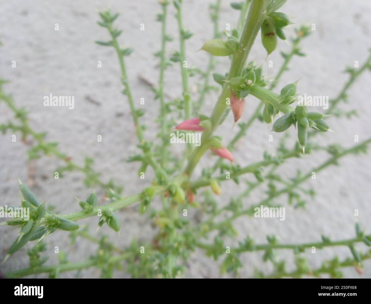 saltwort (Salsola kali Stock Photo - Alamy