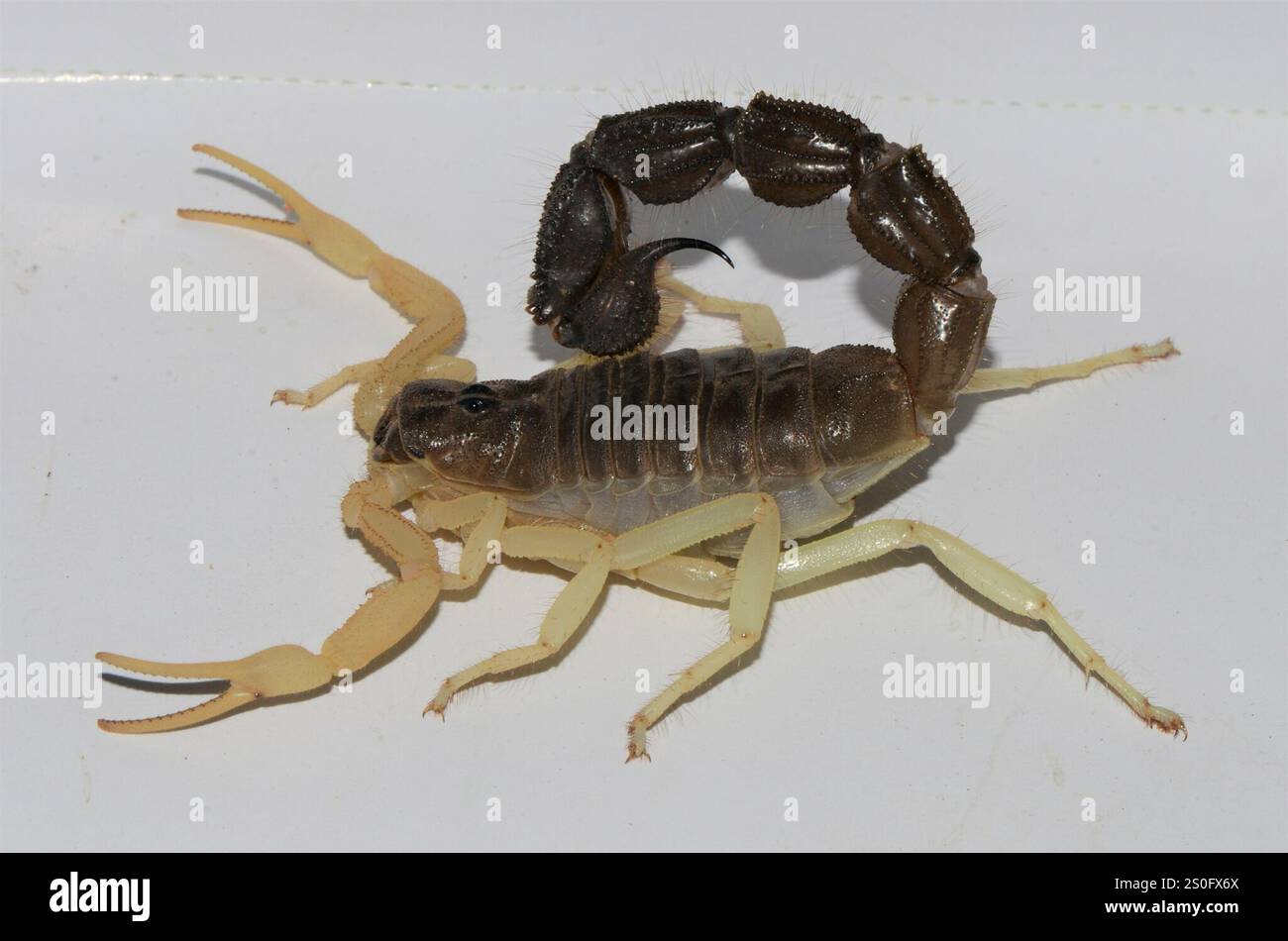 Burrowing Thicktail Scorpion (Parabuthus schlechteri Stock Photo - Alamy