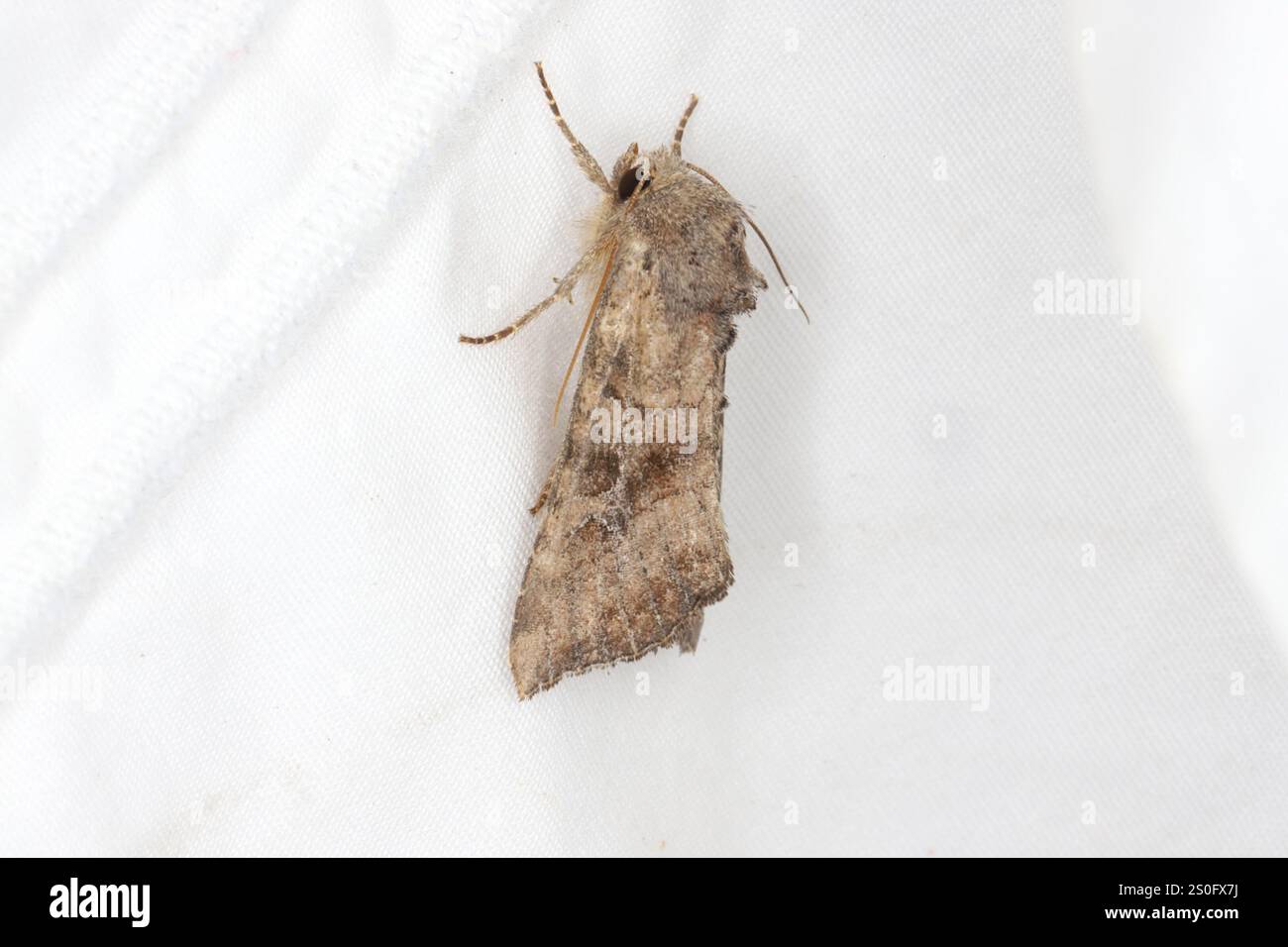 Veiled Ear Moth (Loscopia velata Stock Photo - Alamy