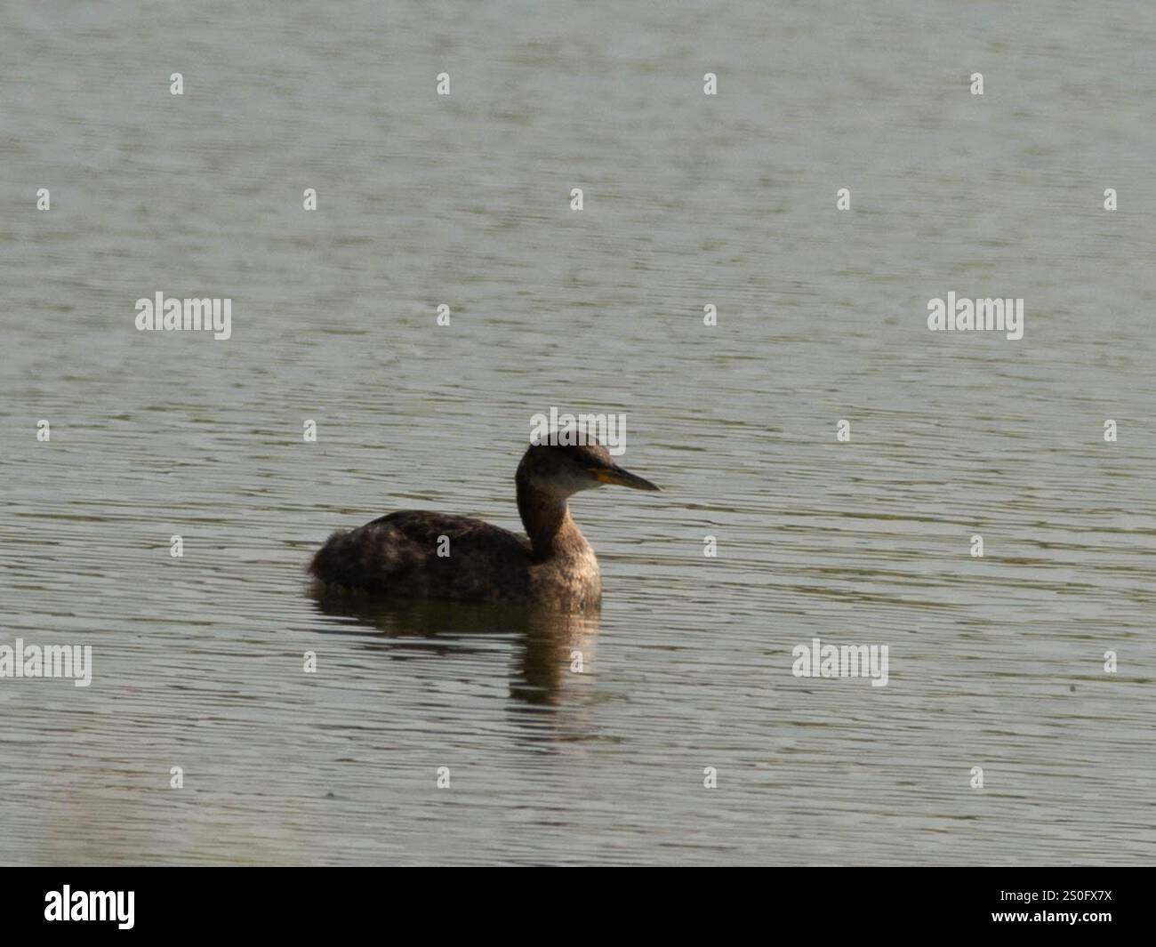 Red-necked Grebe (Podiceps grisegena Stock Photo - Alamy