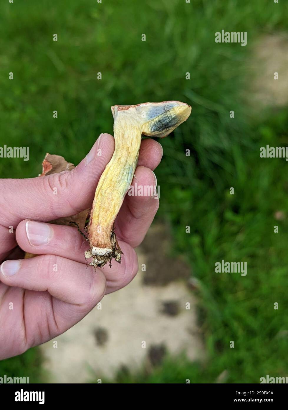 bluefoot bolete (Xerocomellus cisalpinus Stock Photo - Alamy