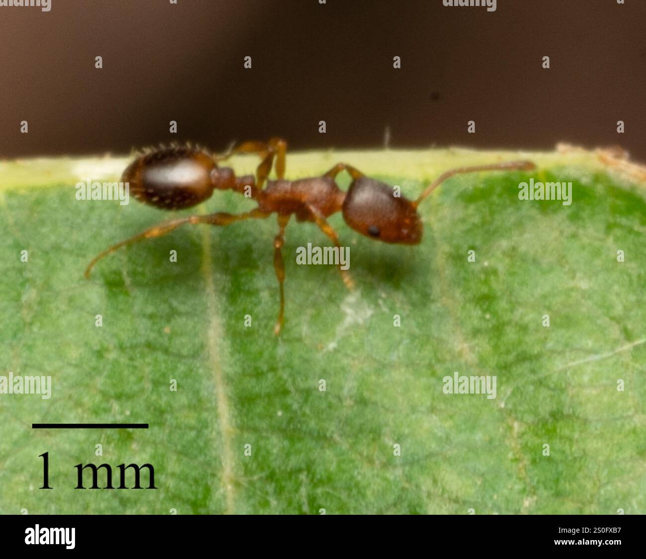 Acorn Ants and Allies (Temnothorax Stock Photo - Alamy