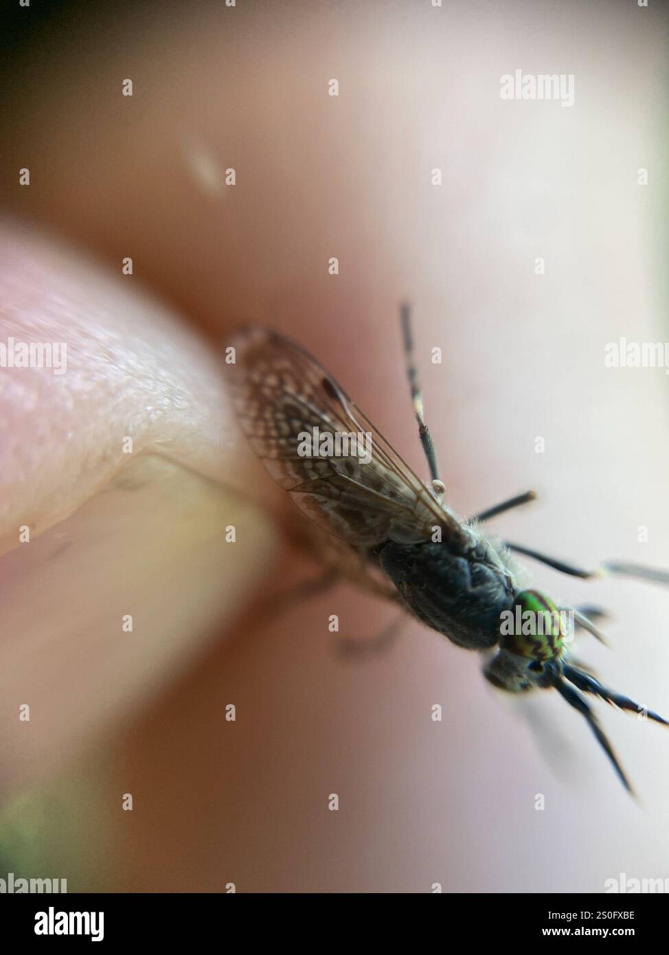 Notch-horned Cleg (Haematopota pluvialis Stock Photo - Alamy