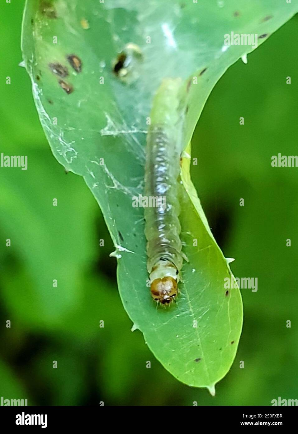Tortricid Leafroller Moths (Tortricidae Stock Photo - Alamy