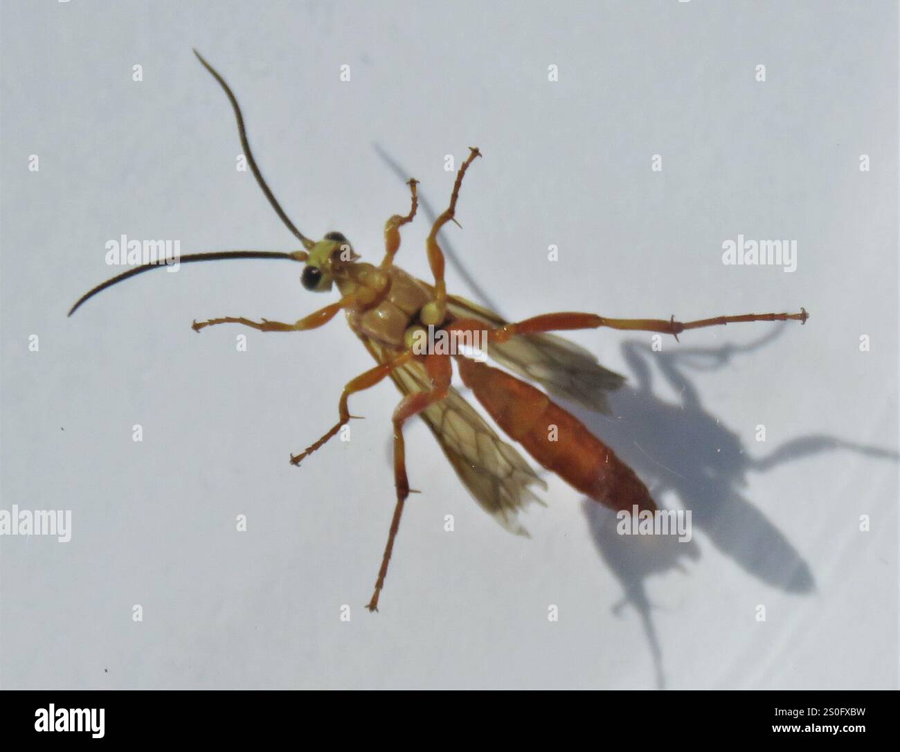 Ichneumonid Wasps (Ichneumonidae Stock Photo - Alamy